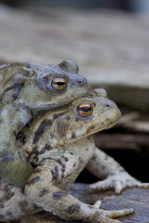 Common toad, Bufo bufo stock image. Image of organism - 36085641