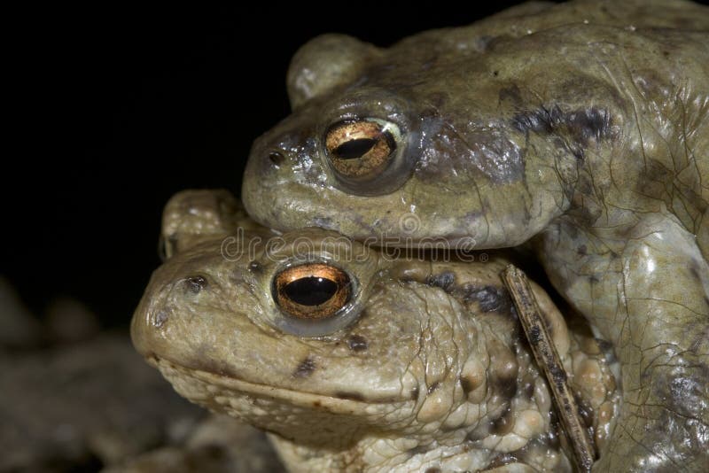 Common toad, Bufo bufo stock photo. Image of animal, soil - 34686796