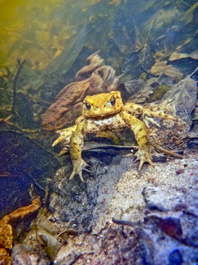 Common Toad Bufo Bufo stock image. Image of common, amphibians - 39293521