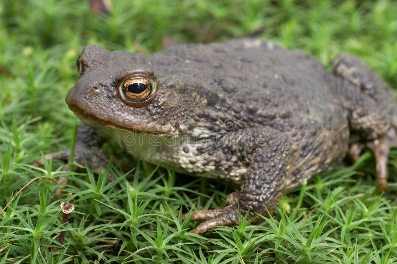 Common Toad - Bufo bufo stock photo. Image of wildlife - 44256758