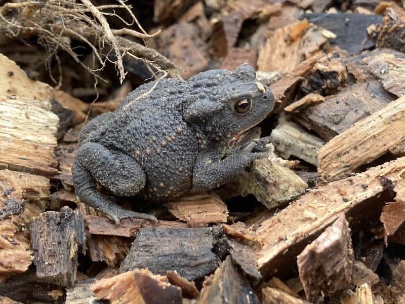 Common Toad (bufo Bufo) in Damp Woodchip Compost Stock Photo - Image of ...