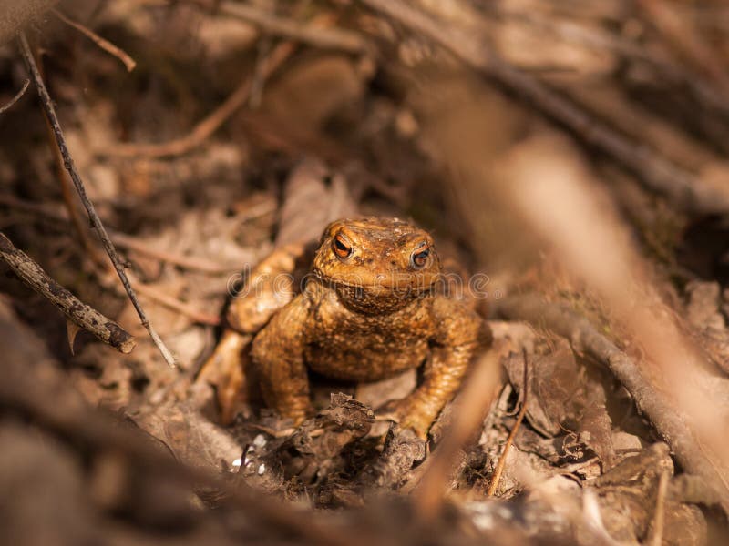 Common Toad Bufo Bufo in Fallen Leaves Stock Photo - Image of beautiful ...