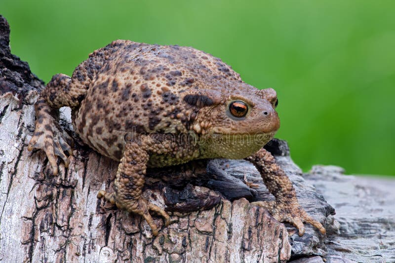 Common Toad, Bufo bufo stock image. Image of species - 245167813