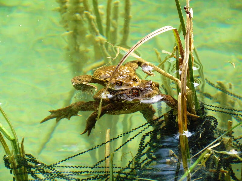 Common Toad (Bufo Bufo) Frogs Stock Image - Image of anura, frog: 248006987