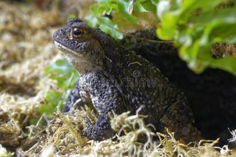 Common Toad stock photo. Image of england, landscape - 272130630