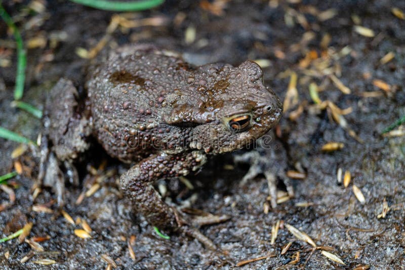 Common toad bufo stock image. Image of forest, common - 297319969