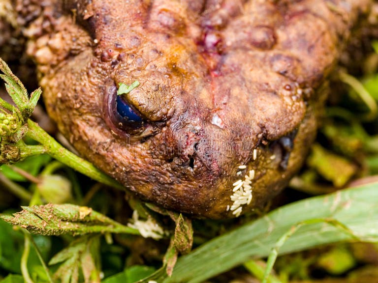 Common toad stock photo. Image of nature, amphibium - 202288664