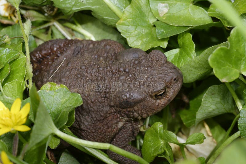 Common Toad stock photo. Image of england, warts, leaves - 216988538