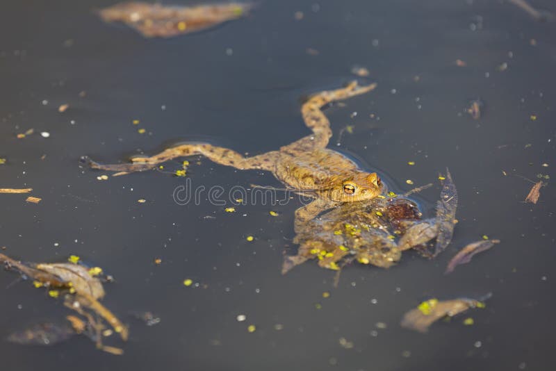 Common Toad - Bufo Bufo in Mating Season. Frog in Water Stock Photo ...