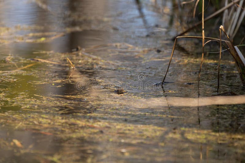 Common Toad - Bufo Bufo in Mating Season. Frog in Water Stock Image ...