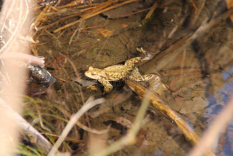 Common toad stock photo. Image of wildlife, common, frog - 188019016