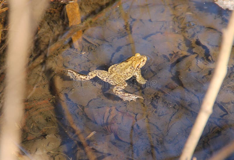 Common toad stock photo. Image of lake, frog, animal - 188019026