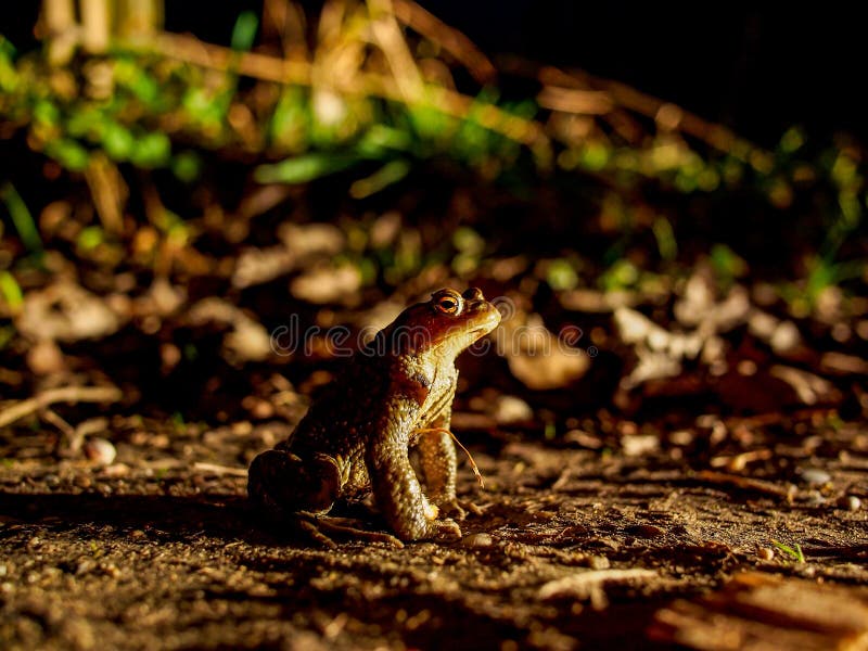 Common toad stock image. Image of amphibia, endangered - 202288305