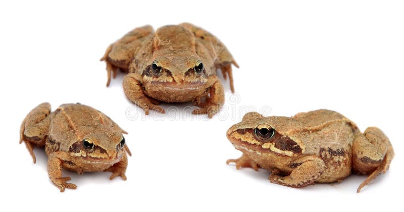 Three Toads. Menage A Trois Froggy Style Stock Image - Image of ...