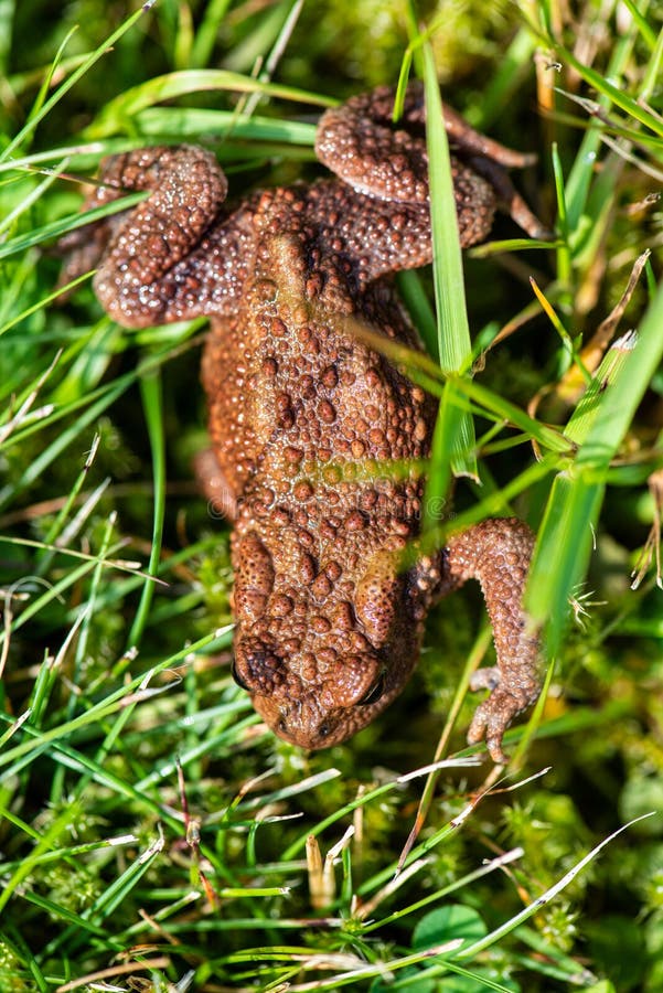 Common Toad Bufo Bufo Sitting in Grass.. Stock Image - Image of brown ...