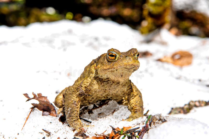 Common toad stock image. Image of green, natre, water - 202288567