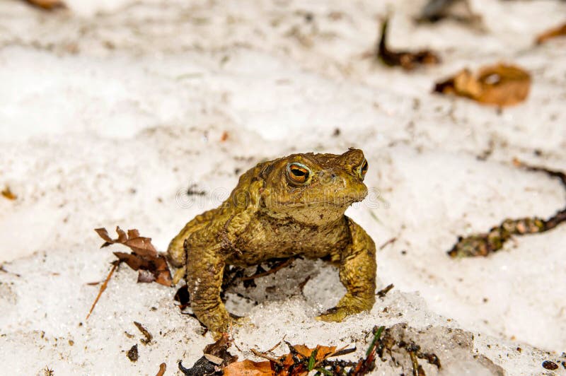 Common toad stock image. Image of water, tadpole, amphibie - 202288569