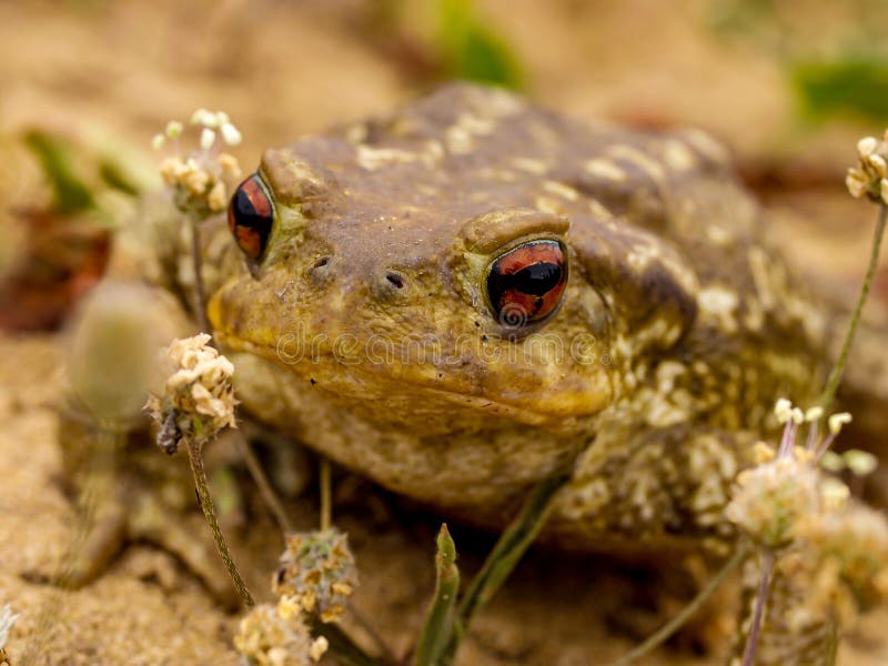 Common toad stock image. Image of amphibia, giant, toad - 202288319