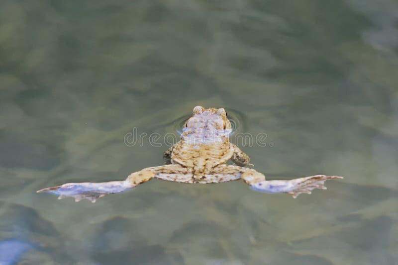 Baby common toad Bufo bufo stock image. Image of color - 141806741