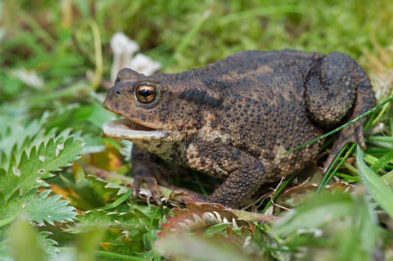 Common Toad Bufo bufo stock photo. Image of semi, mottled - 132372156