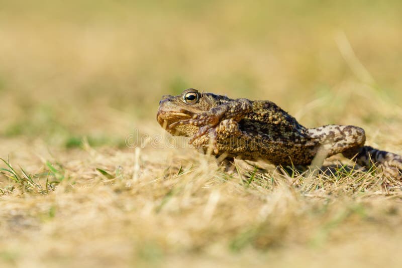 Common Toad (Bufo Bufo) Walking through Short Grass, Taken in London ...