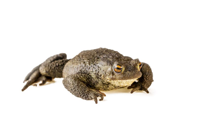 Toad Front View Common Toad or Bufo Bufo Isolated on White Stock Photo ...