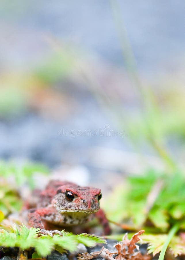 Common toad in close-up stock photo. Image of wild, little - 252229278
