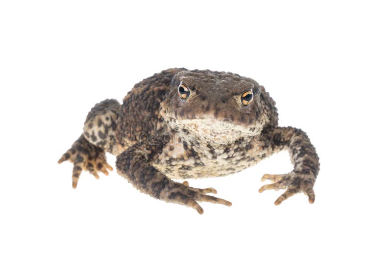 Toad on white background stock image. Image of warty - 16115697