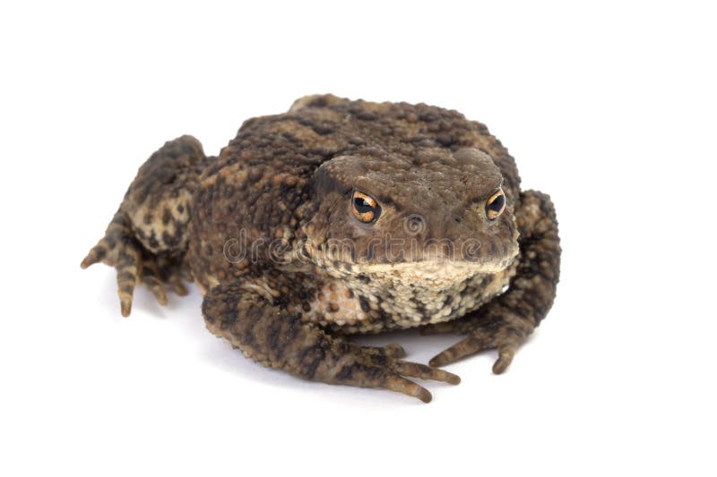 Big fat toad stock image. Image of close, common, side - 25798905