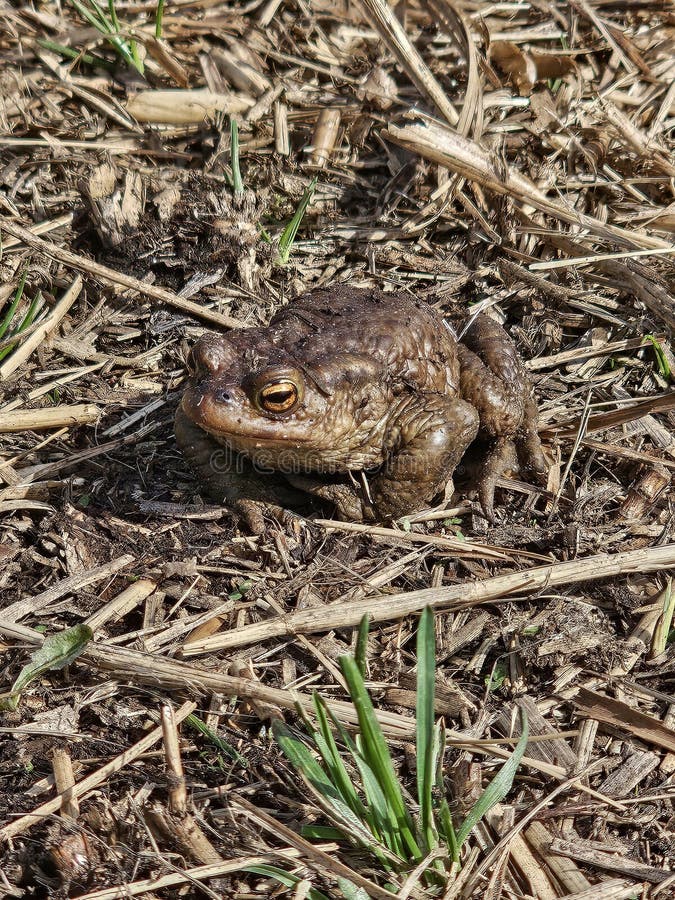Common Toad Close-up on the Sun Trail Stock Photo - Image of wildlife ...
