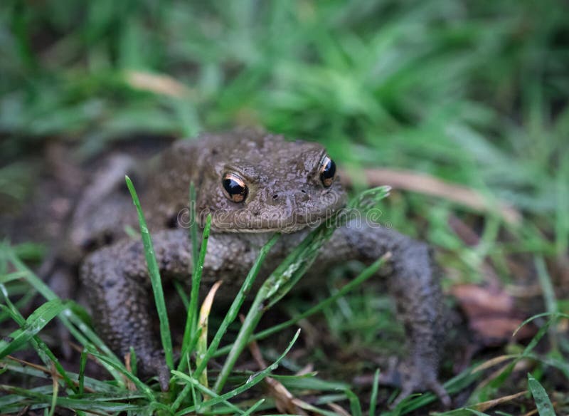 A Common Toad Front View Closeup at Summer in Saarland Stock Photo ...