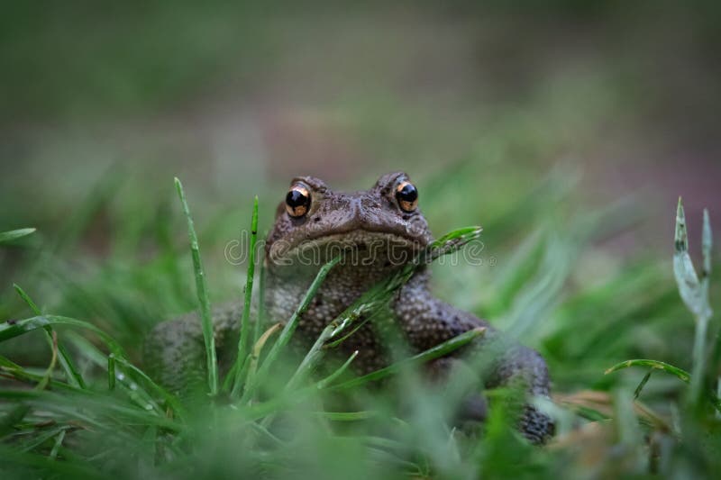 A Common Toad Front View Closeup at Summer in Saarland Stock Image ...