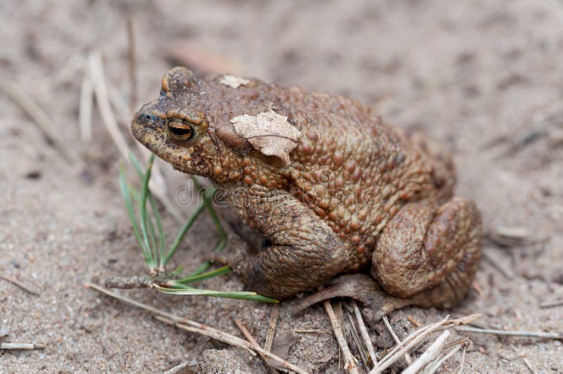 Fowlers Toad stock image. Image of anaxyrus, bufo, woodhousii - 30802861