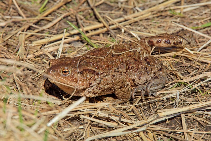 Common toad. stock photo. Image of animals, frogs, toad - 364135182