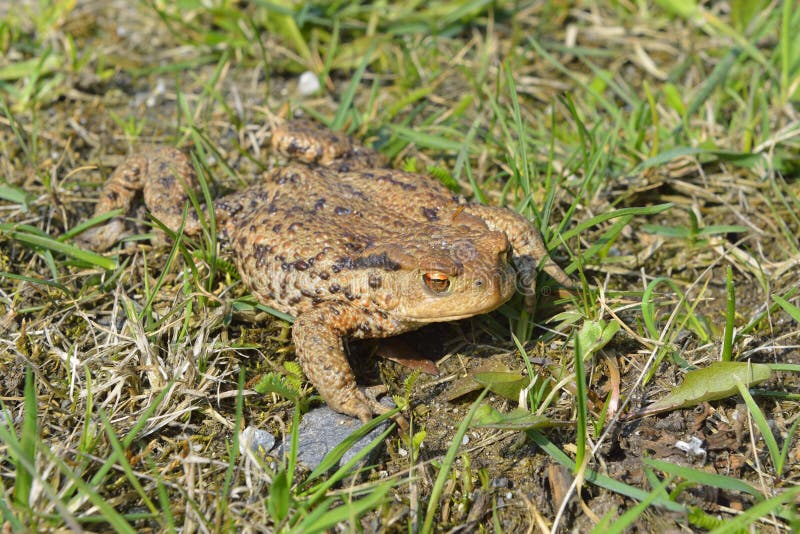 Toad Crossing road sign stock image. Image of wildlife - 8207219
