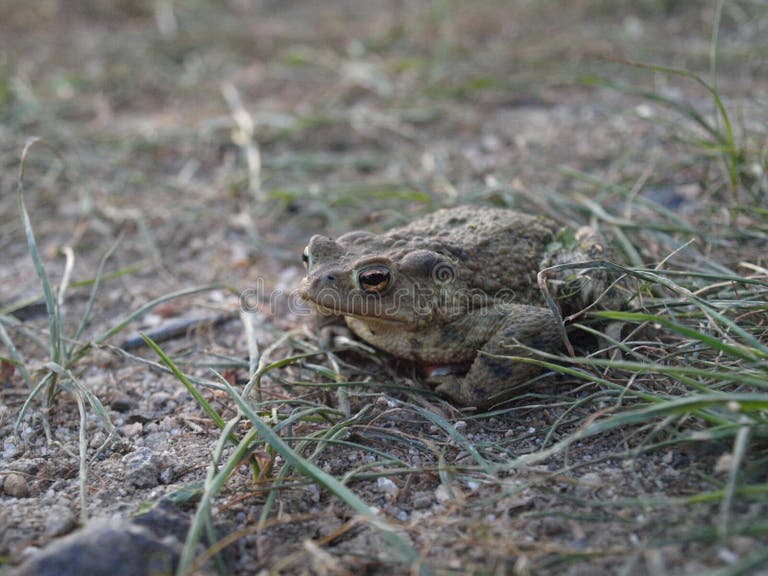 Common Toad on a Dirt, Sandy Place. Stock Photo - Image of toad, grass ...