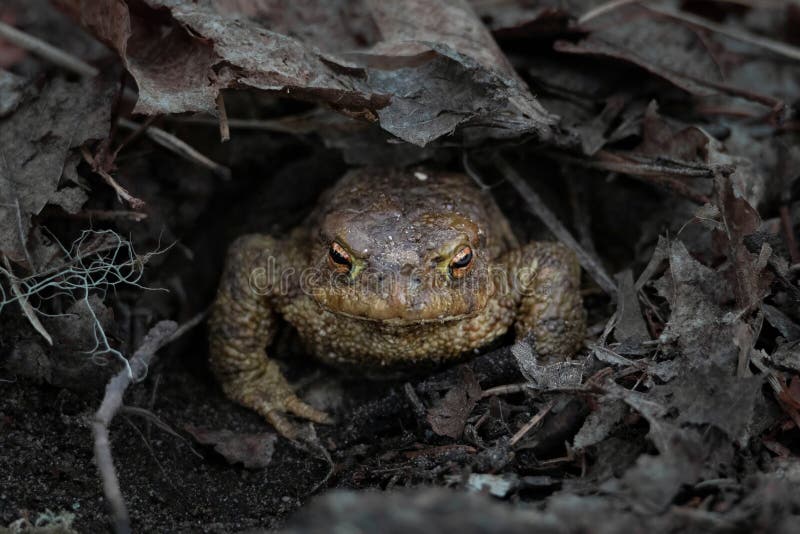 The Common Toad, European Toad - Bufo Bufo Stock Image - Image of ...