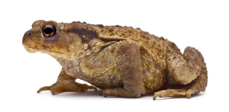 348 Toad Cutout Photos - Free & Royalty-Free Stock Photos from Dreamstime