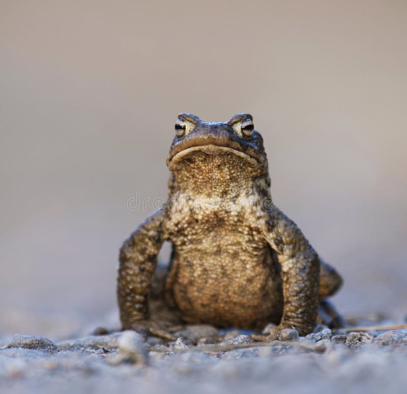 Common Toad, European Toad, or a Toad (bufo Bufo) Sitting on a Dirt ...