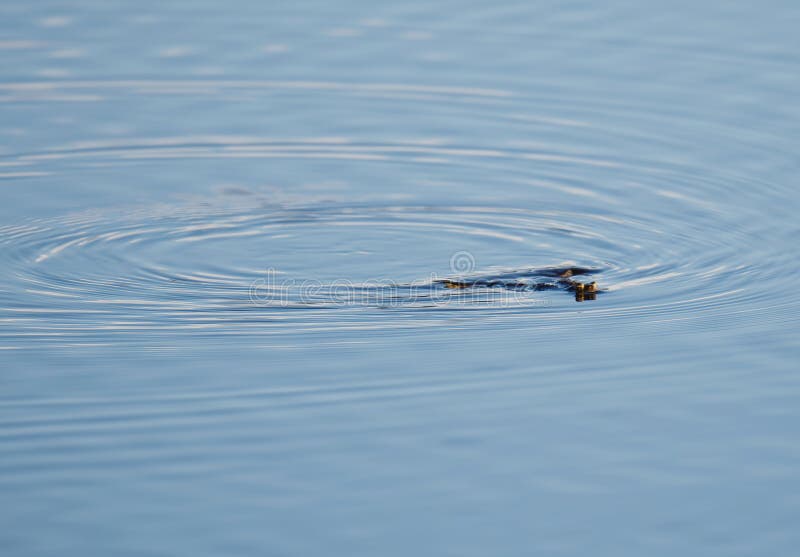 Common Toad, European Toad, or a Toad (bufo Bufo) Swimming in the Lake ...