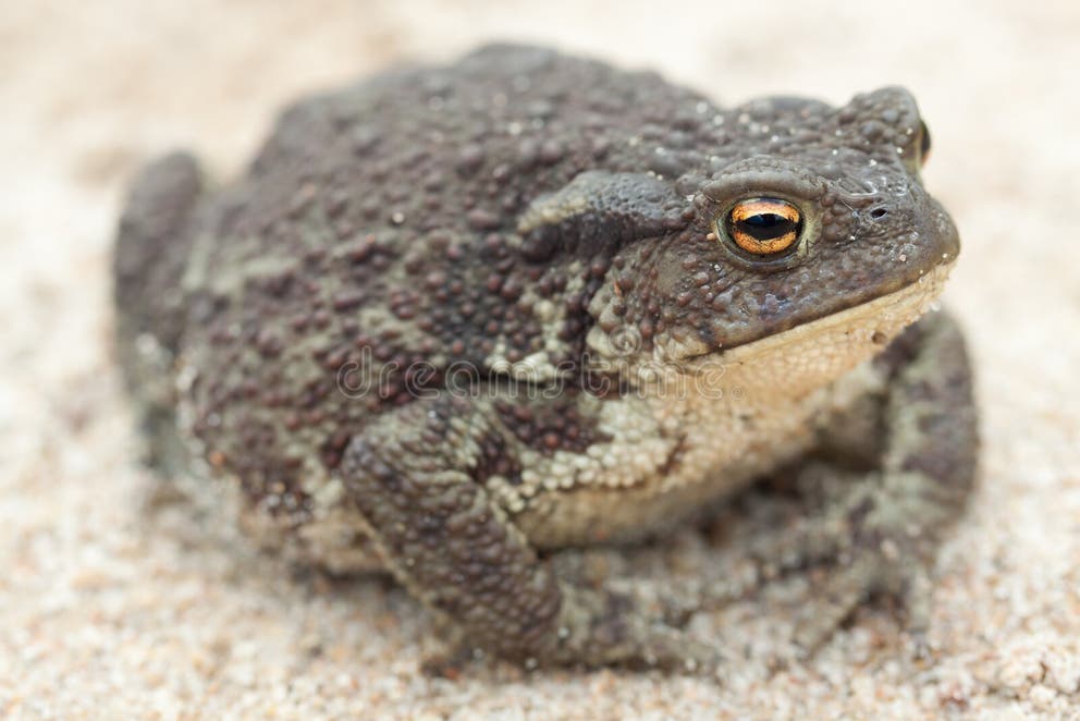 Common Toad or European Toad Stock Photo - Image of pupil, brown: 23152832