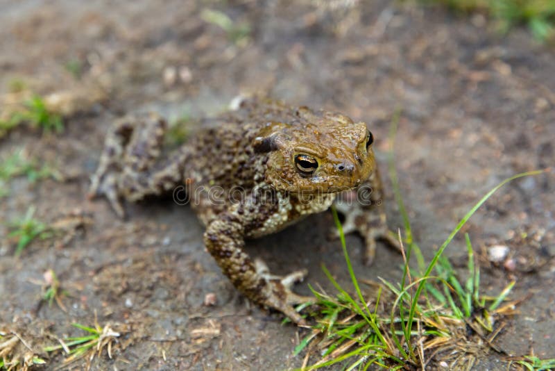 Common Toad or European Toad is on a Dirty Ground, Frog Stock Photo ...