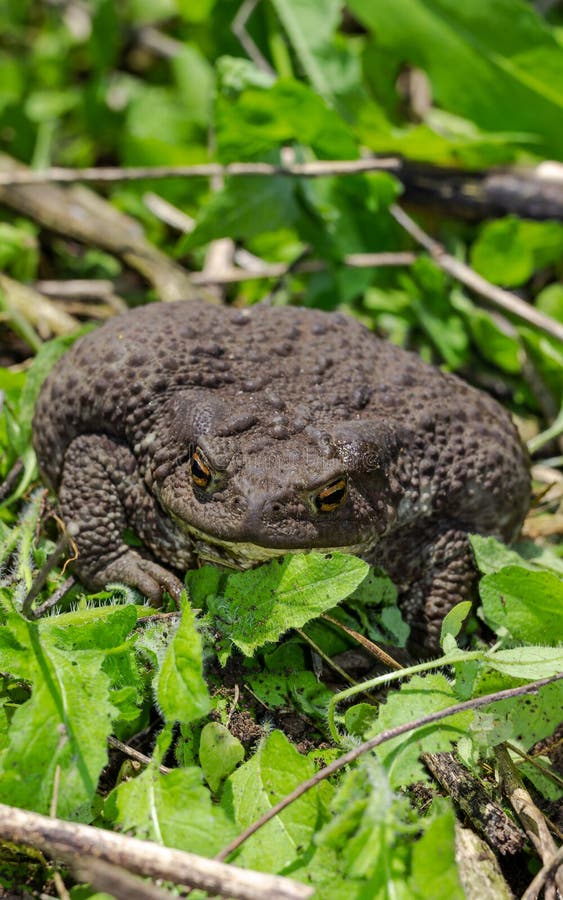 Ground Toad. an Adult Common European Toad Sits on the Ground in the ...
