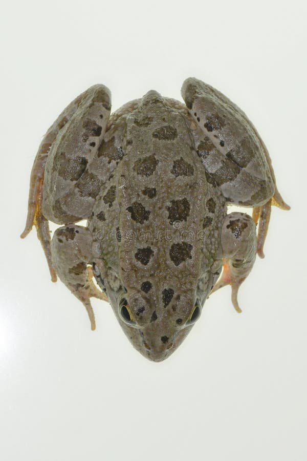 Common Toad or European Toad, a Species of Frog in the Bufonidae Family ...