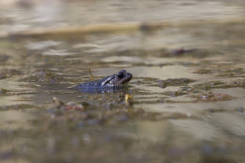 Common Toad, European Toad, or a Toad (bufo Bufo) in the Muddy Water ...