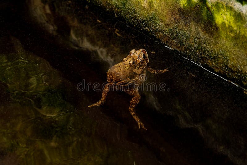 Common Toad Familiy Bufonidae in the Characteristic Amplexus Position ...