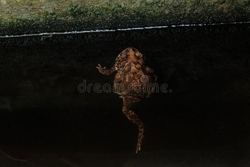 Common Toad Familiy Bufonidae in the Characteristic Amplexus Position ...