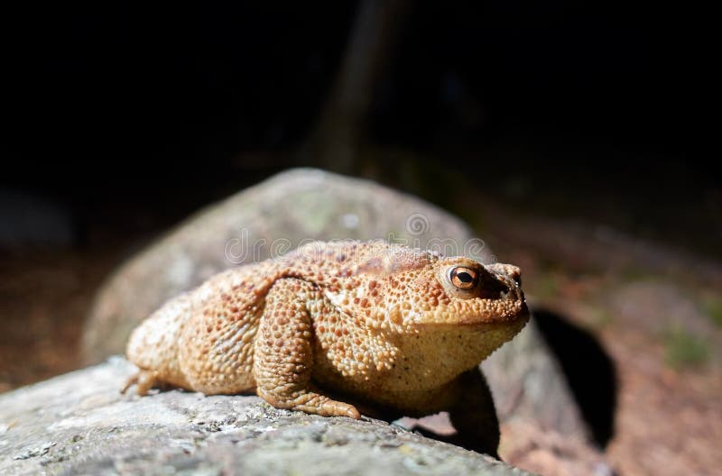 Common Toad in Flashlight Light in Forest Stock Image - Image of wild ...