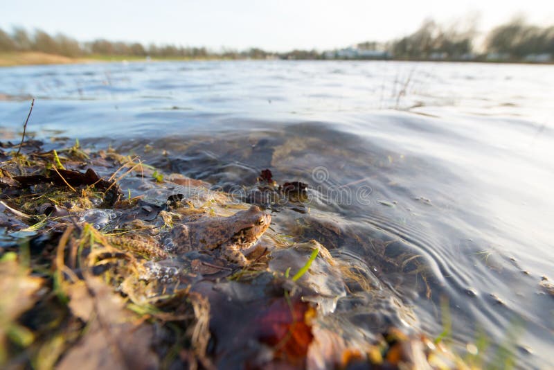 Common Toad Floating on Water Stock Image - Image of life, toads: 61313715