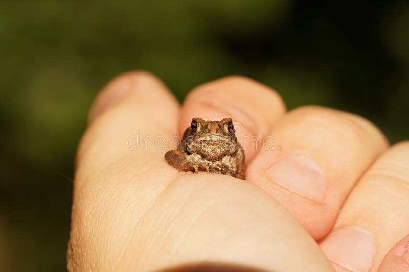 Common Toad in Forest Near Small Creek Stock Image - Image of jungle ...
